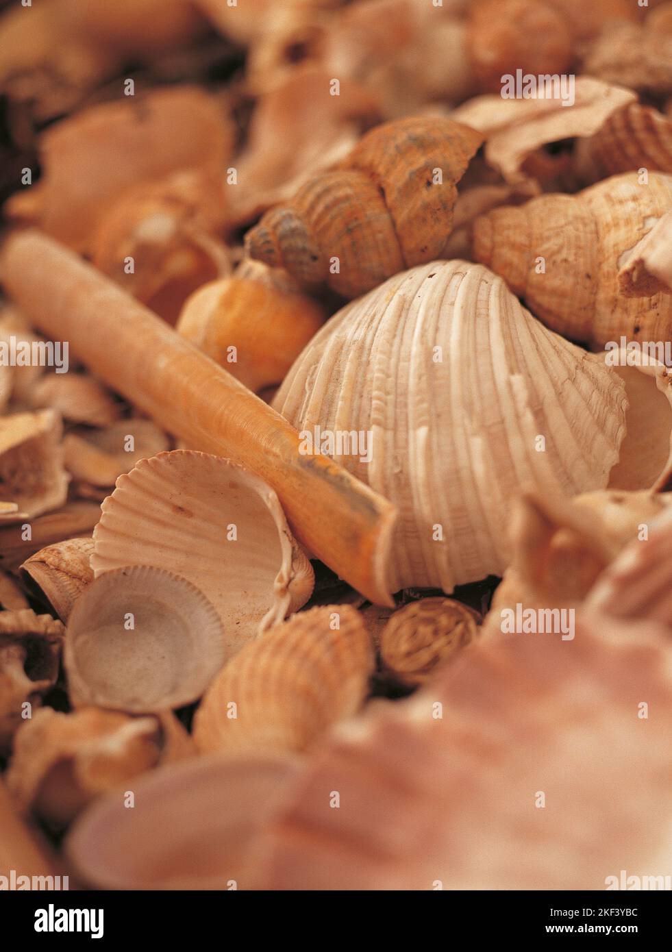 A selection of sea shells Stock Photo - Alamy