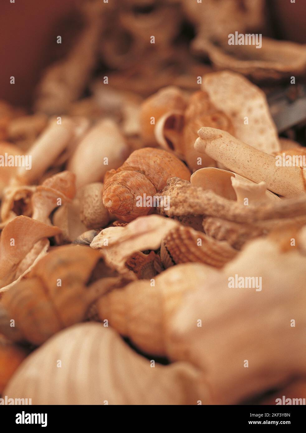 A selection of sea shells Stock Photo - Alamy