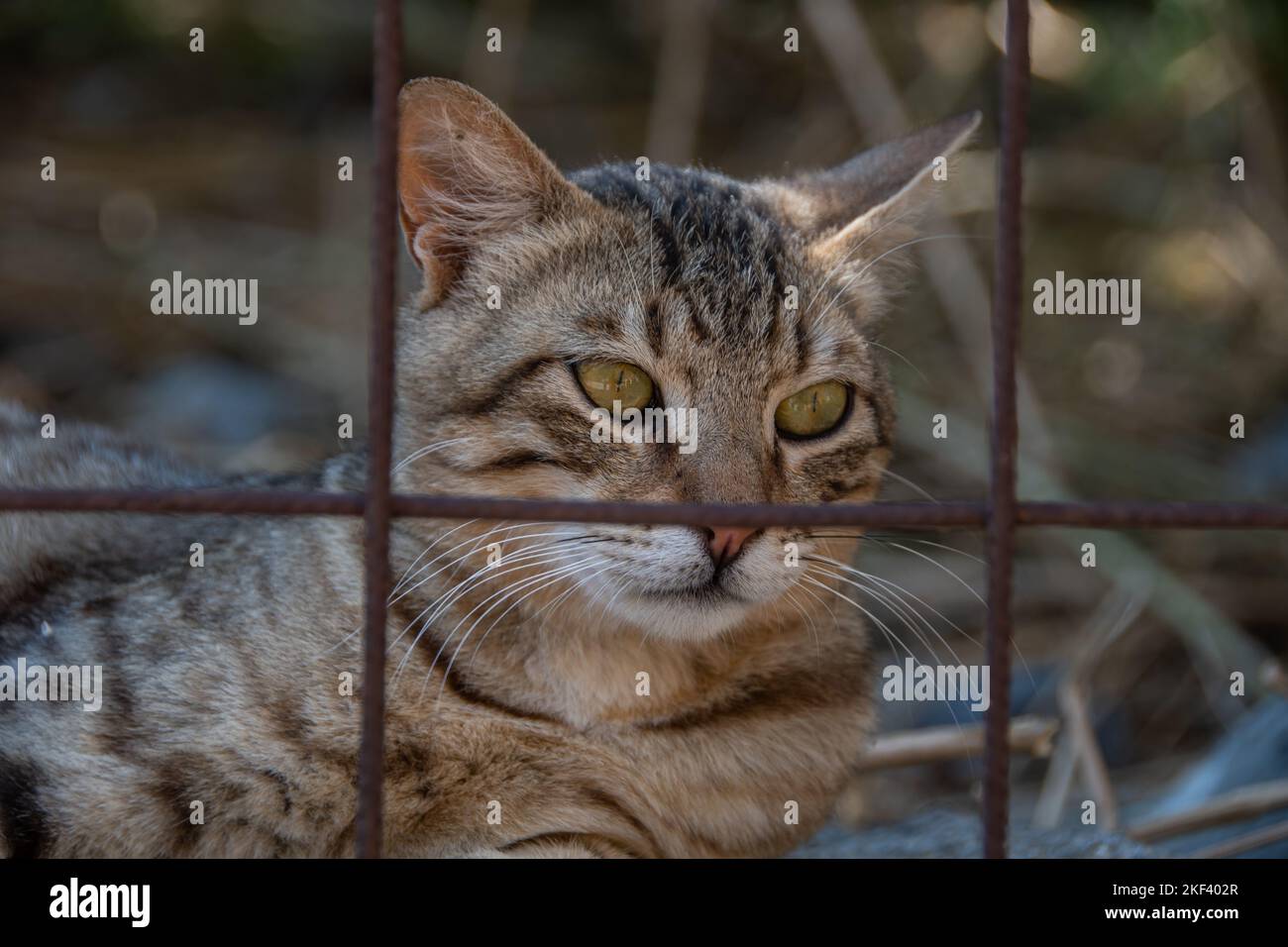A cat locked in a cage Stock Photo - Alamy