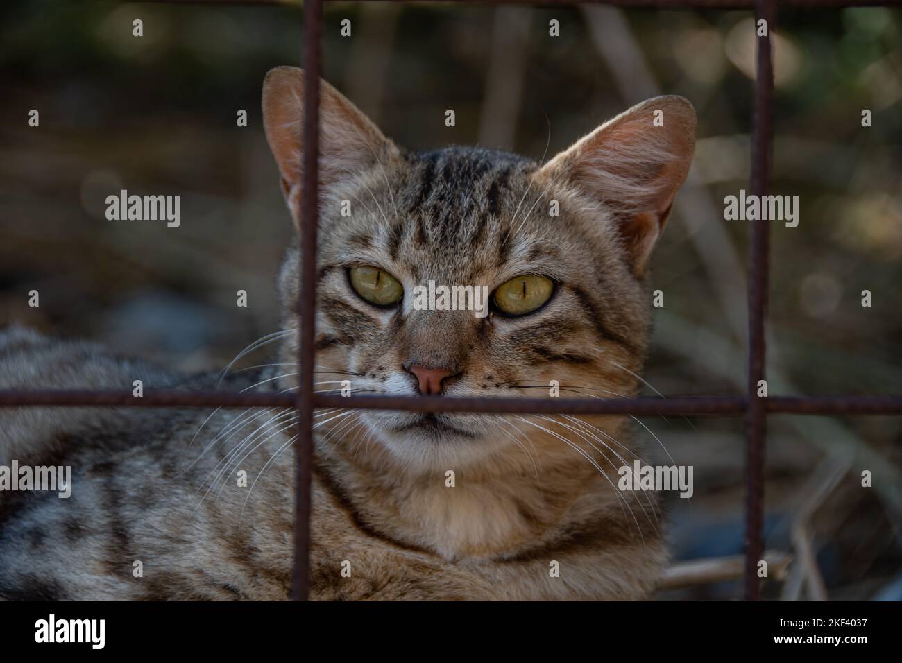 A cat locked in a cage Stock Photo - Alamy