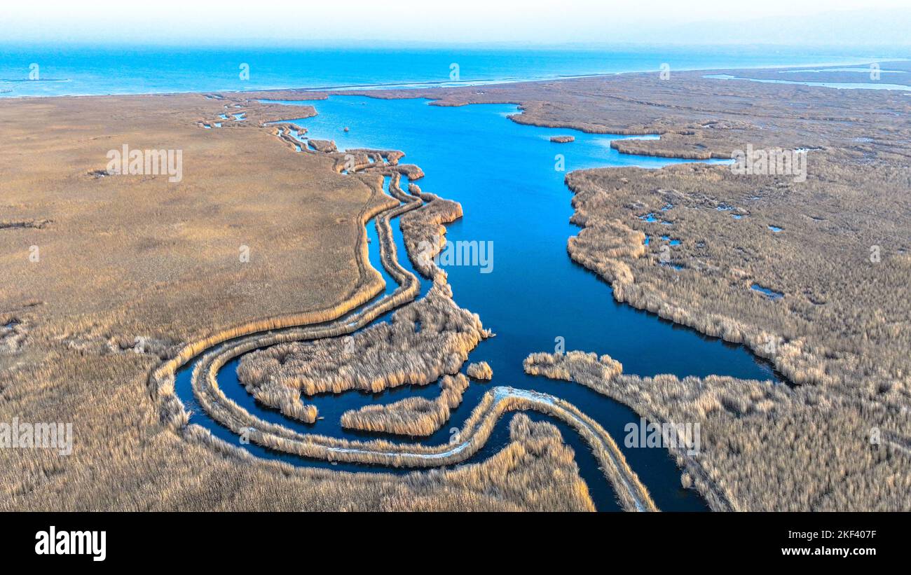 Aerial photo shows the scenery of the reed in Bosten Lake Wetland, Bohu ...
