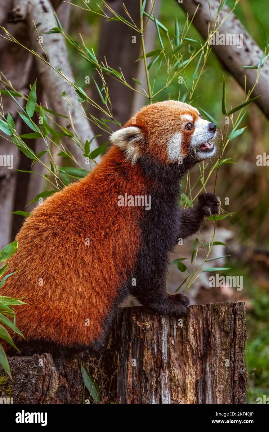 A red panda perching on tree trunk and looking towards Stock Photo - Alamy