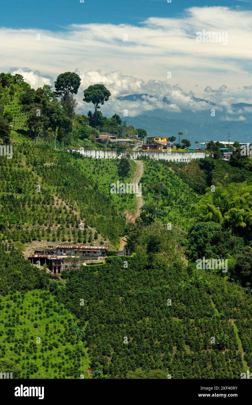 Urban coffee farm colombia hi-res stock photography and images - Alamy