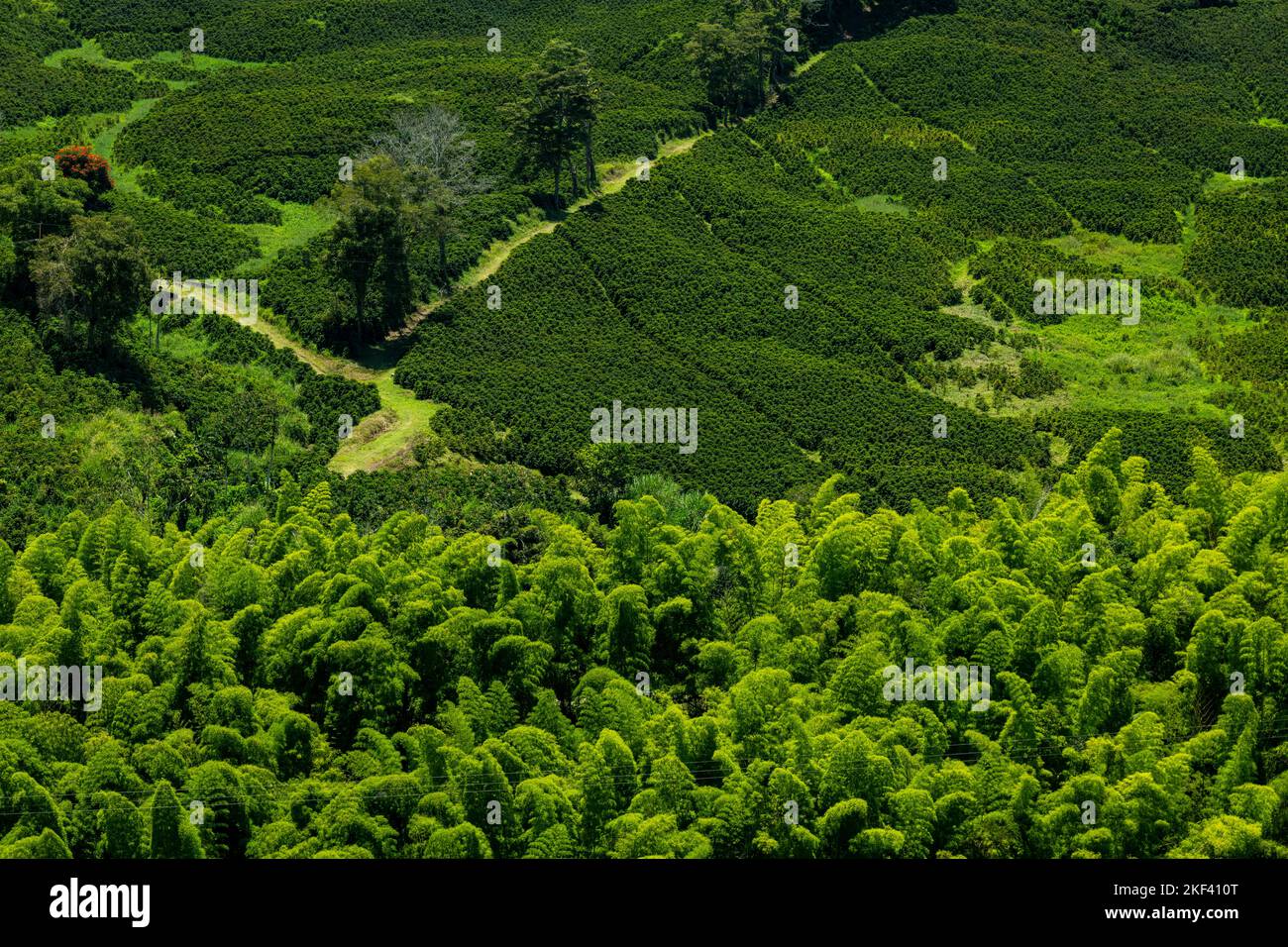 Urban coffee farm colombia hi-res stock photography and images - Alamy