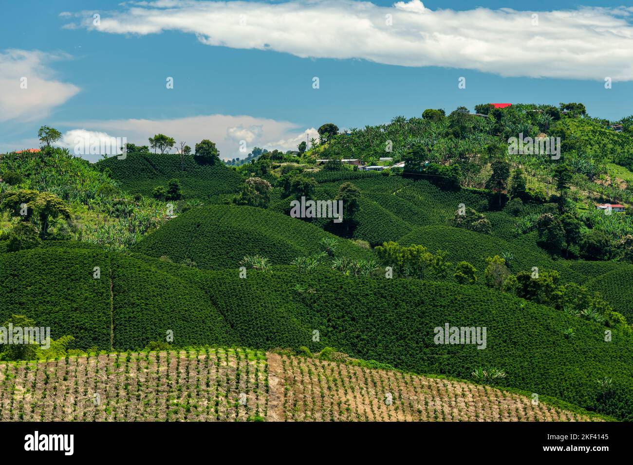 Urban coffee farm colombia hi-res stock photography and images - Alamy