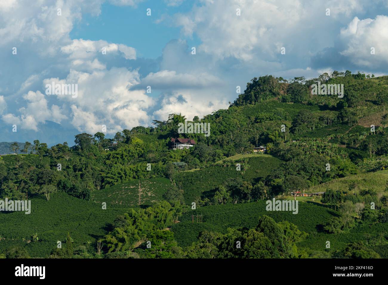 Coffee plants field in Manizales , Caldas, Antioquia , Colombia - stock ...