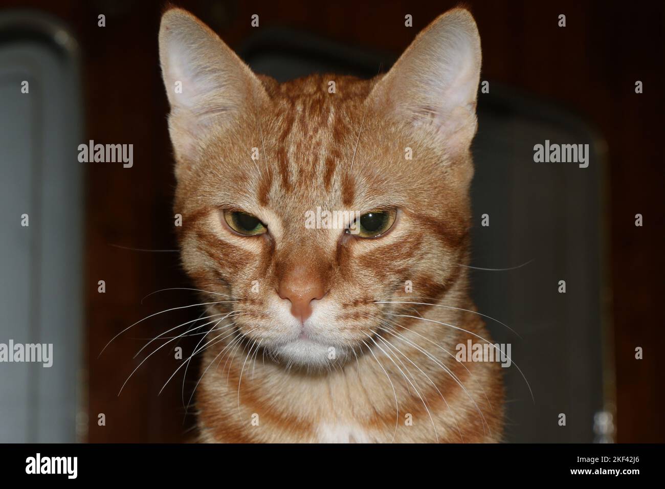 A closeup shot of a little orange cat with an angry look Stock Photo ...