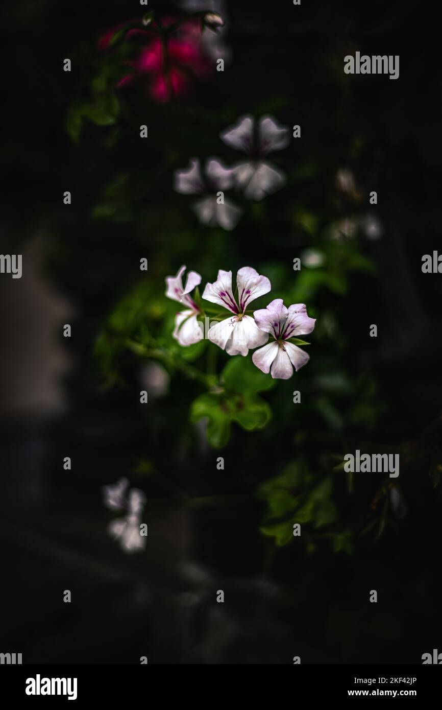 A vertical shot of Geranium flowers on the green plant against the ...
