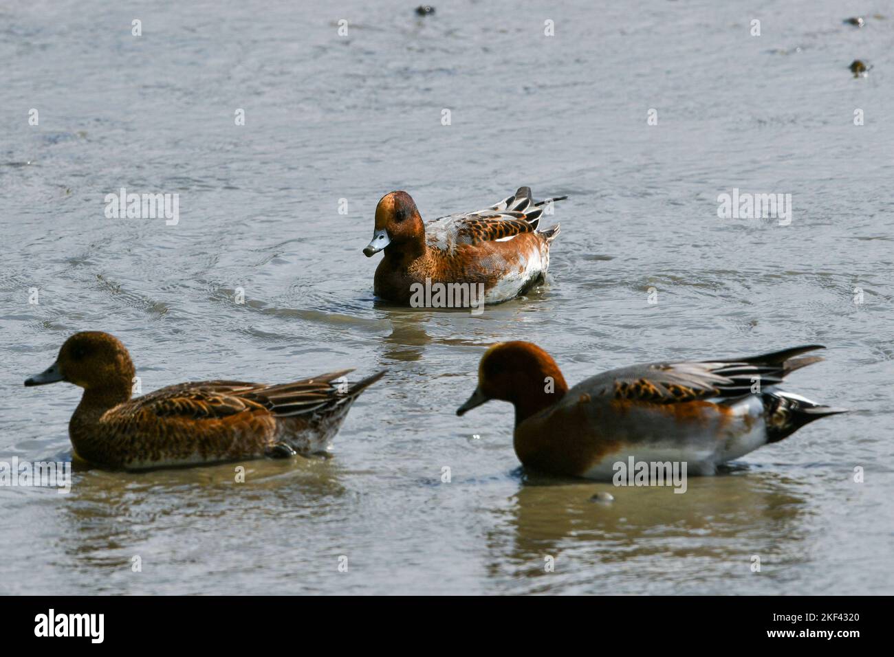 (221116) -- SHENZHEN, Nov. 16, 2022 (Xinhua) -- Ducks are seen at a ...