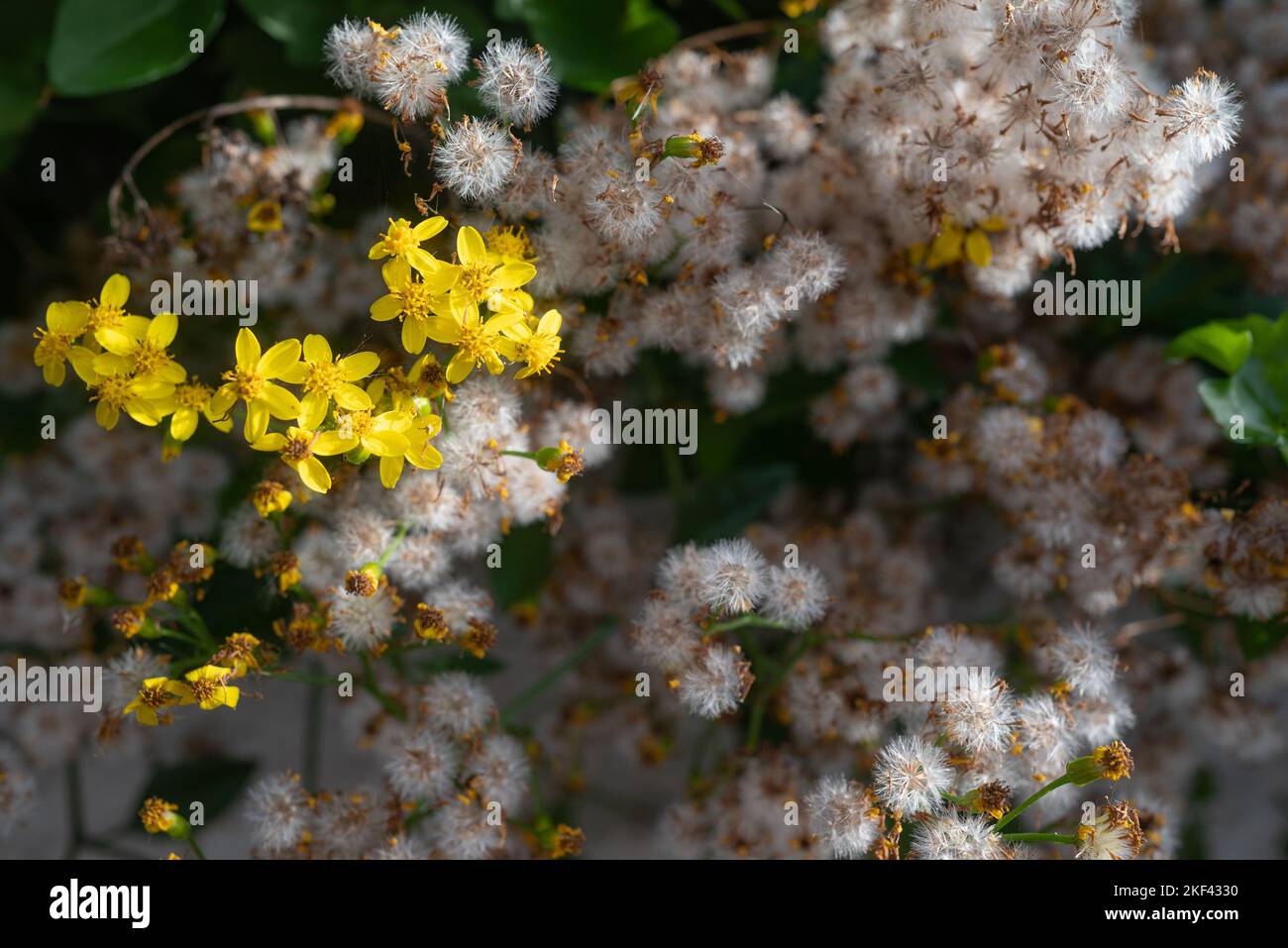 Yellow flowers closeup of cape ivy on fluffy white dandelion-like ...