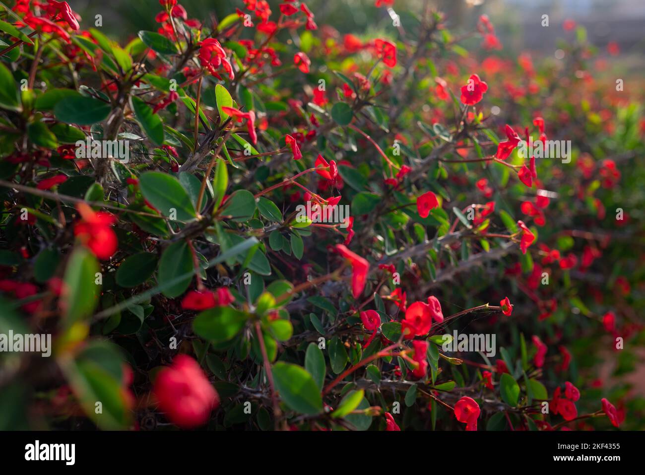 Red flower background of Crown of thorns or Christ plant in light of ...