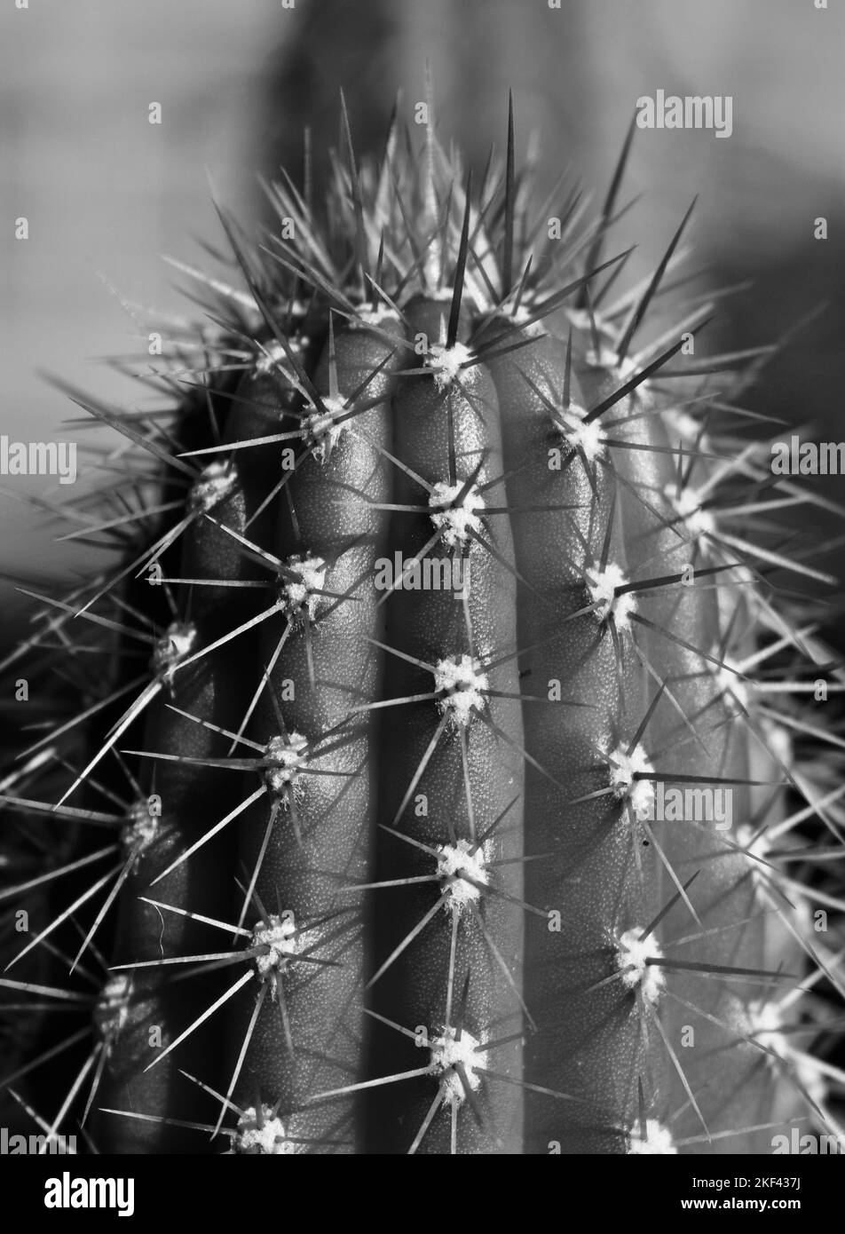 A vertical grayscale shot of a cactus Stock Photo - Alamy