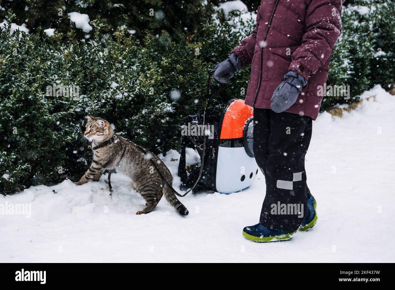 Outdoor Cat Care in Winter. Cold Weather Cat Safety. Cats in Winter ...