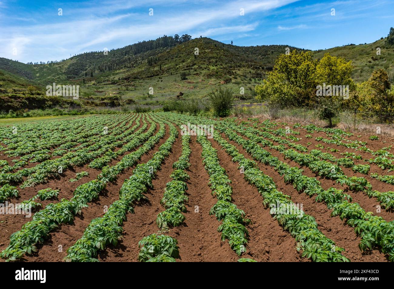 Rows of potato plants in brown soil in perspective on a hill and sky ...