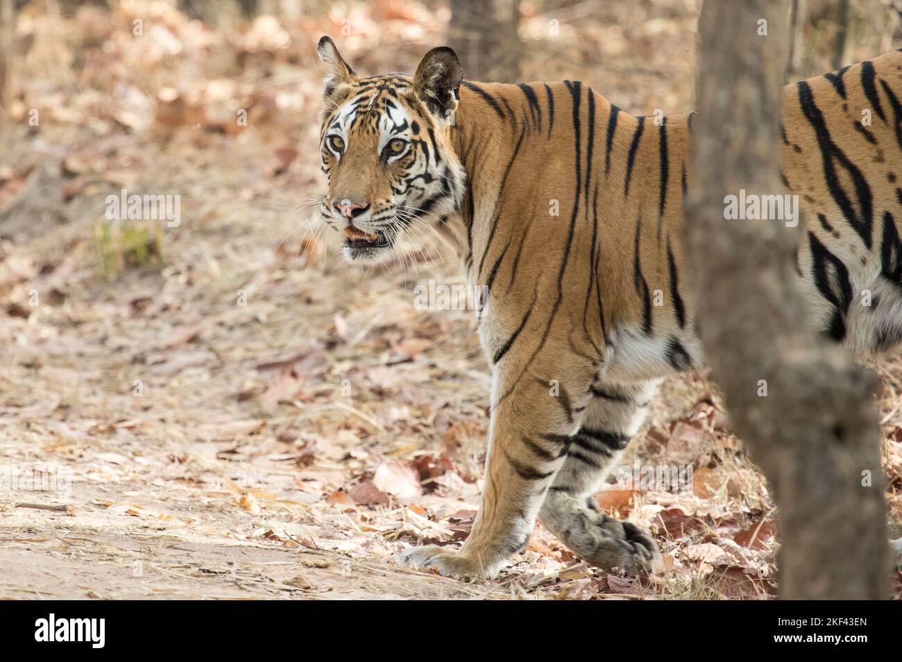 Indian leopard cub hi-res stock photography and images - Alamy