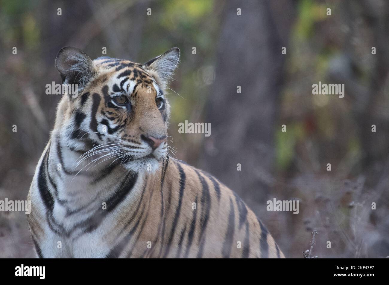 Tiger with cub kenya hi-res stock photography and images - Alamy