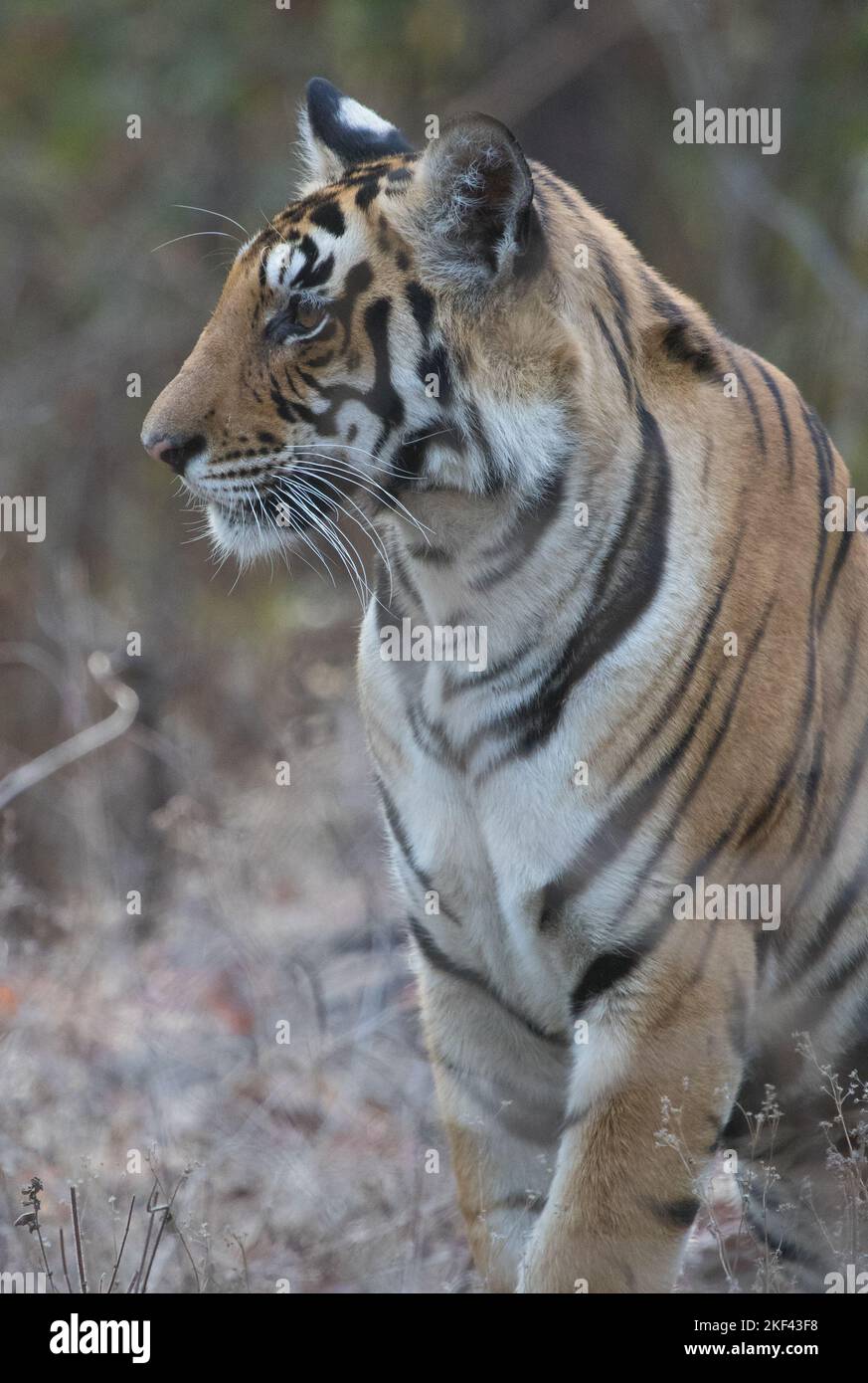 Indian leopard cub hi-res stock photography and images - Alamy