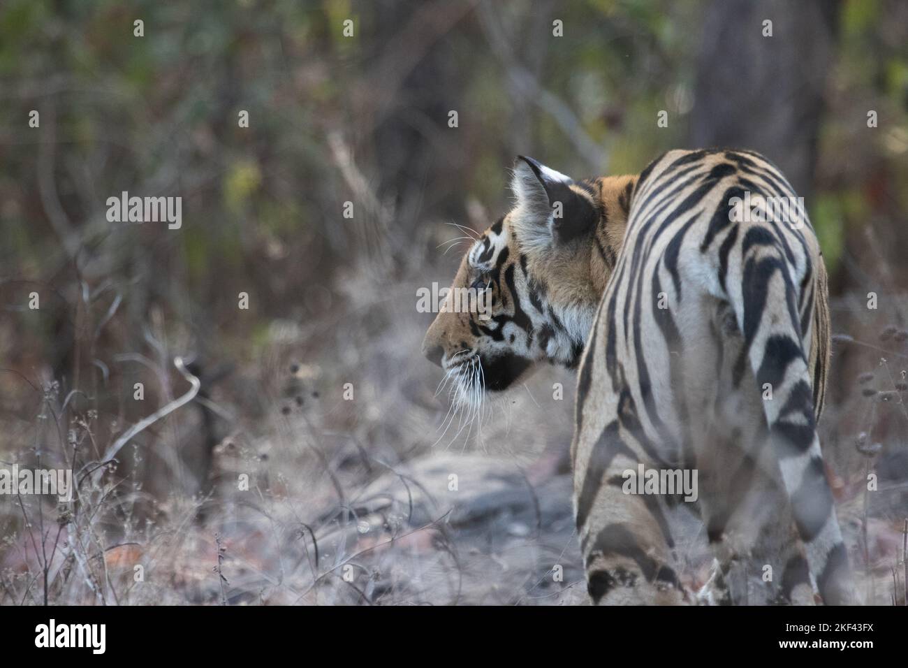 Indian leopard cub hi-res stock photography and images - Alamy