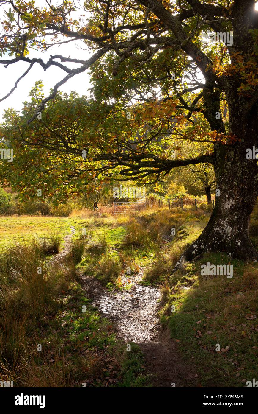 Welsh countryside with sunlight on green field a brook and tree in ...