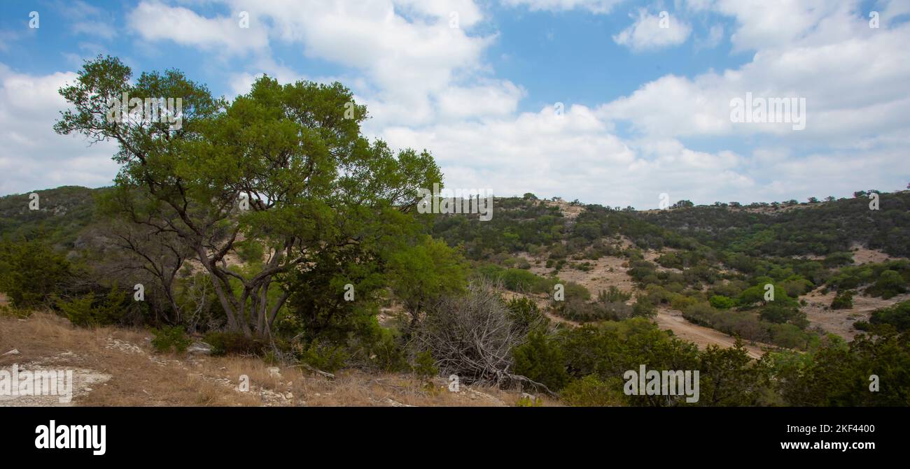 Large mesquite tree on a ridge in Texas Hill Country Stock Photo - Alamy