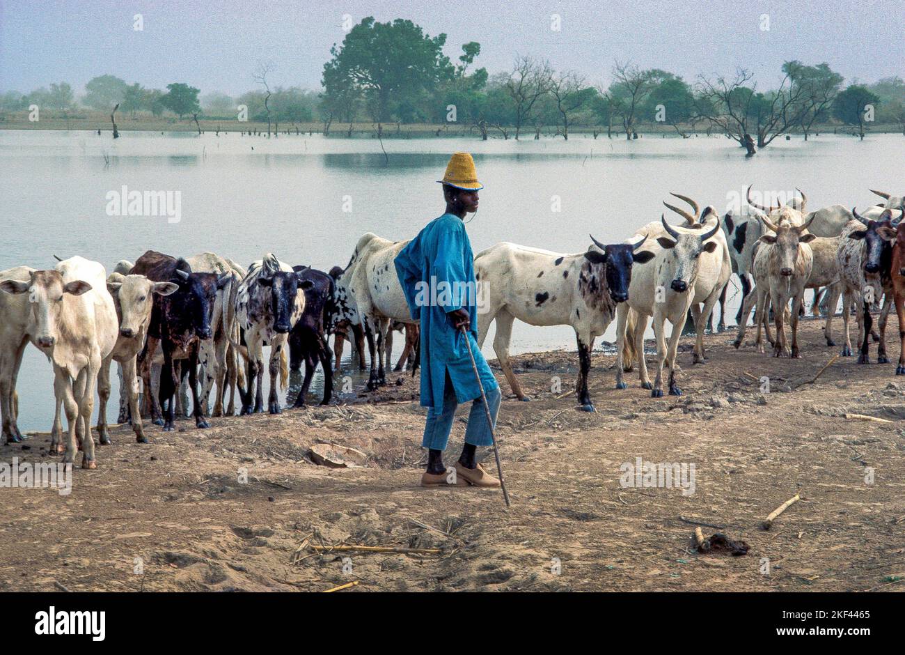 Burkina Faso. A shepherd with his cattle Stock Photo - Alamy