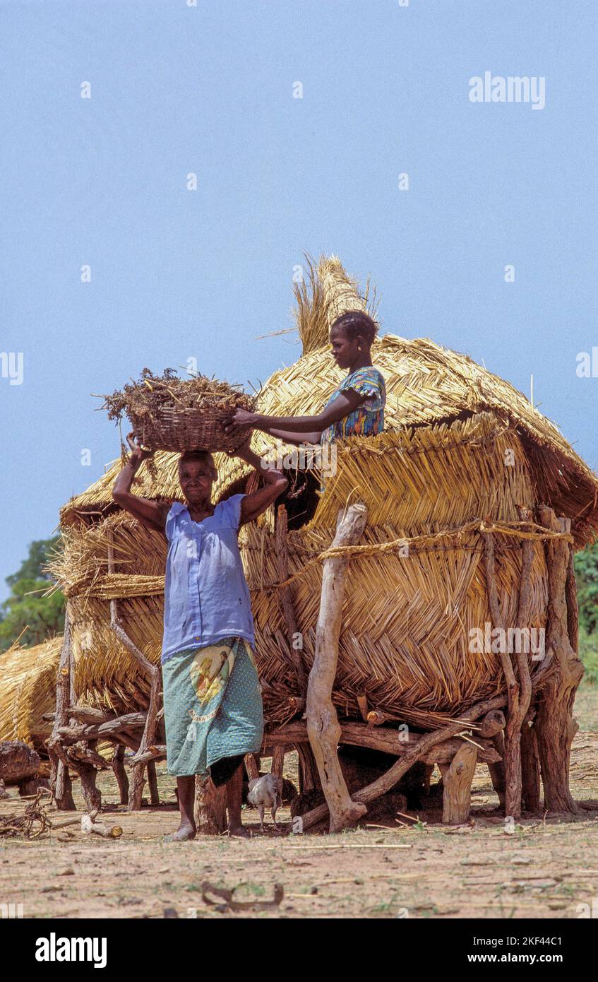 Burkina Faso, Mossi plateau; Women of the mossi tribe bring sorghum ...