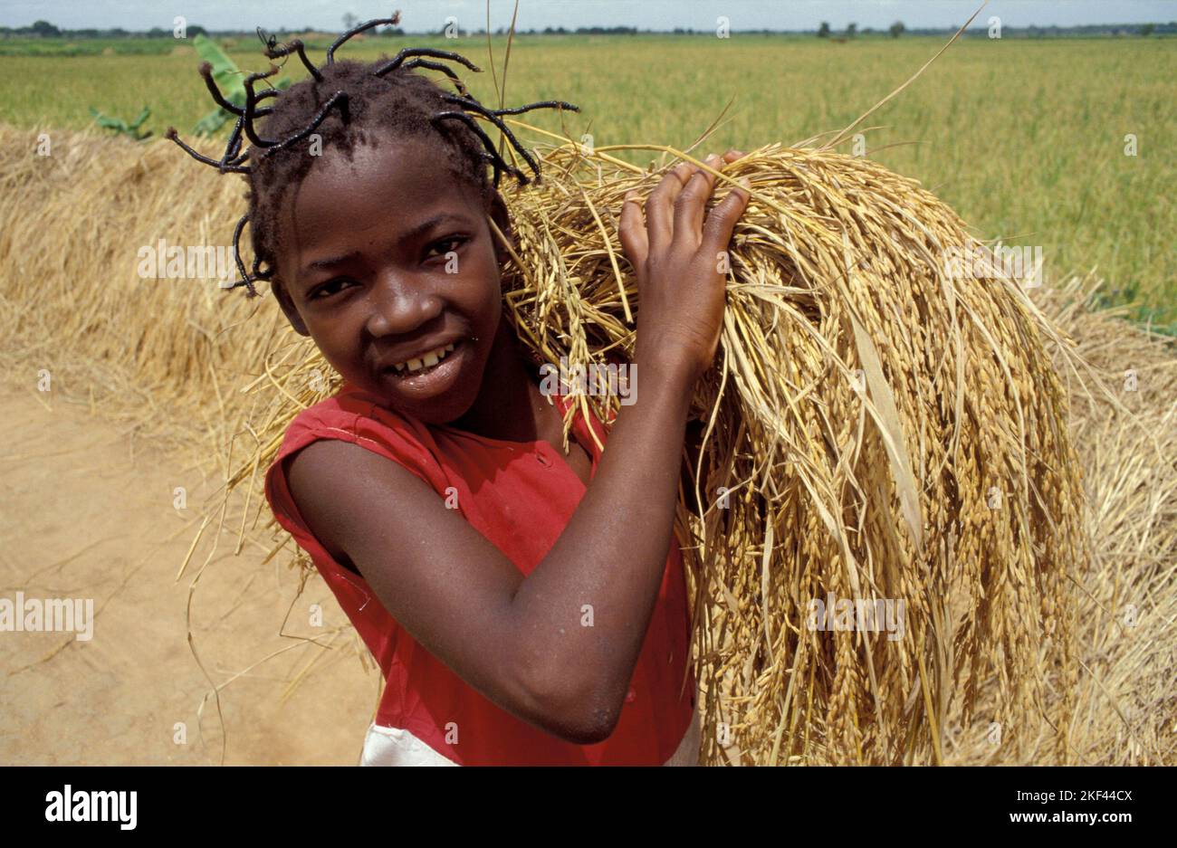 Burkina Faso. A girl is harvesting rice Stock Photo - Alamy