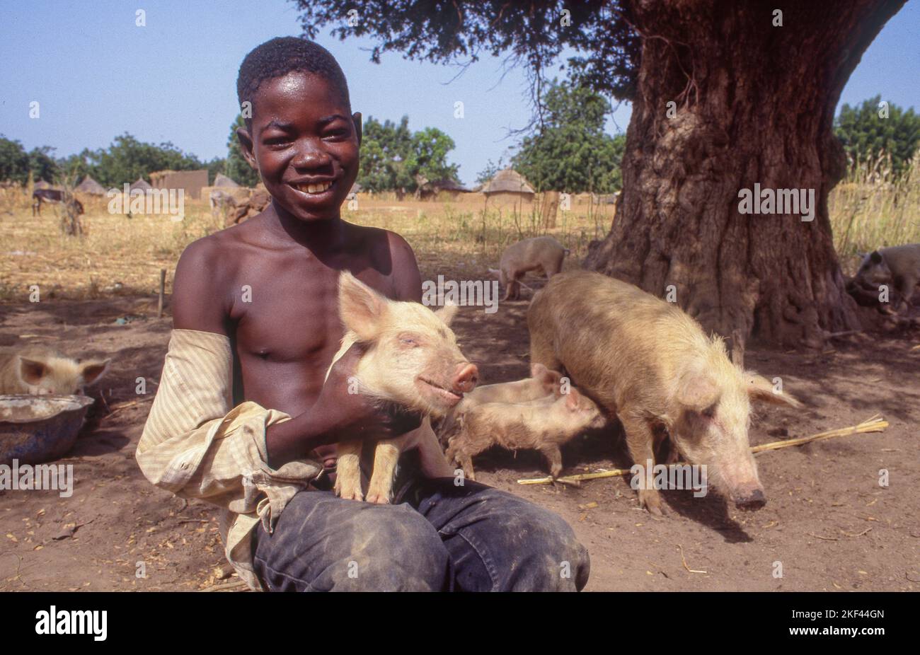 Burkina Faso, Piela. Boy is holding two piglets Stock Photo - Alamy
