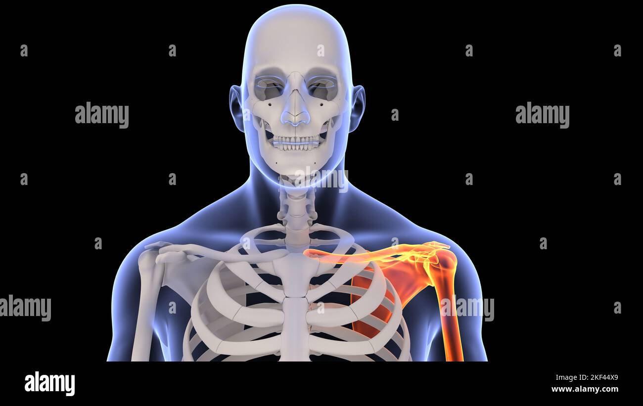 An anatomy of the human body, its bones and shell on a black background ...