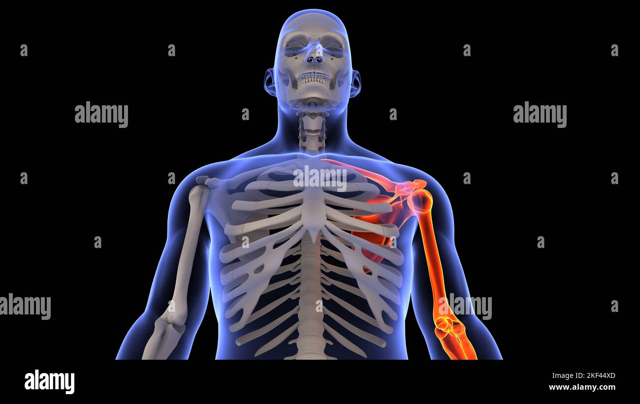 An anatomy of the human body, its bones and shell on a black background ...
