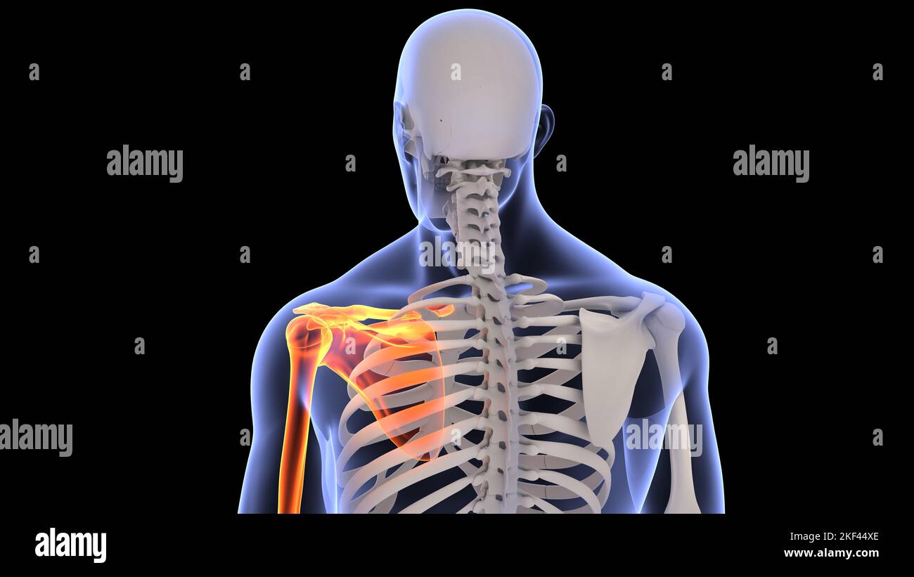An anatomy of the human body, its bones and shell on a black background ...