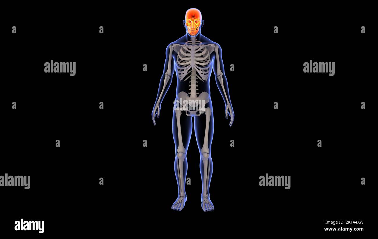 An anatomy of the human body, its bones and shell on a black background ...