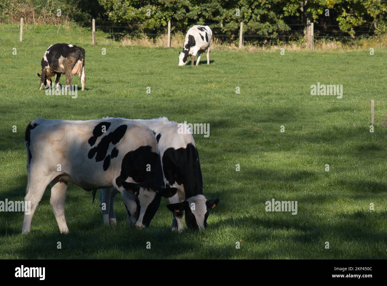 A field with bicolor black and white cows, grazing on the green grass ...