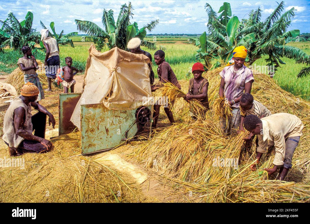 Burkina Faso. A family and village members are threshing the rice ...