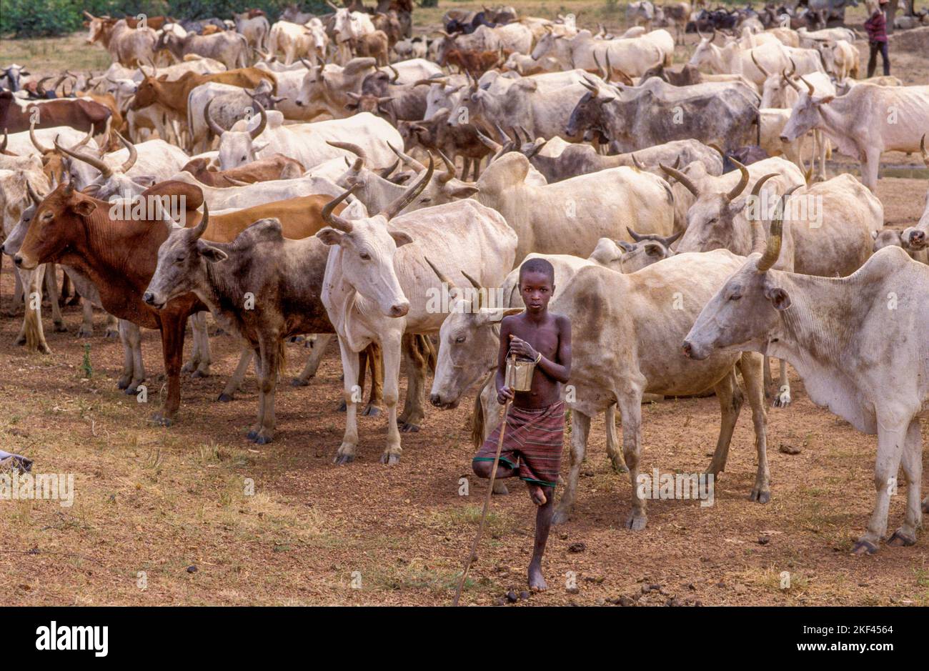 Burkina Faso. A shepherd boy with his cattle Stock Photo - Alamy
