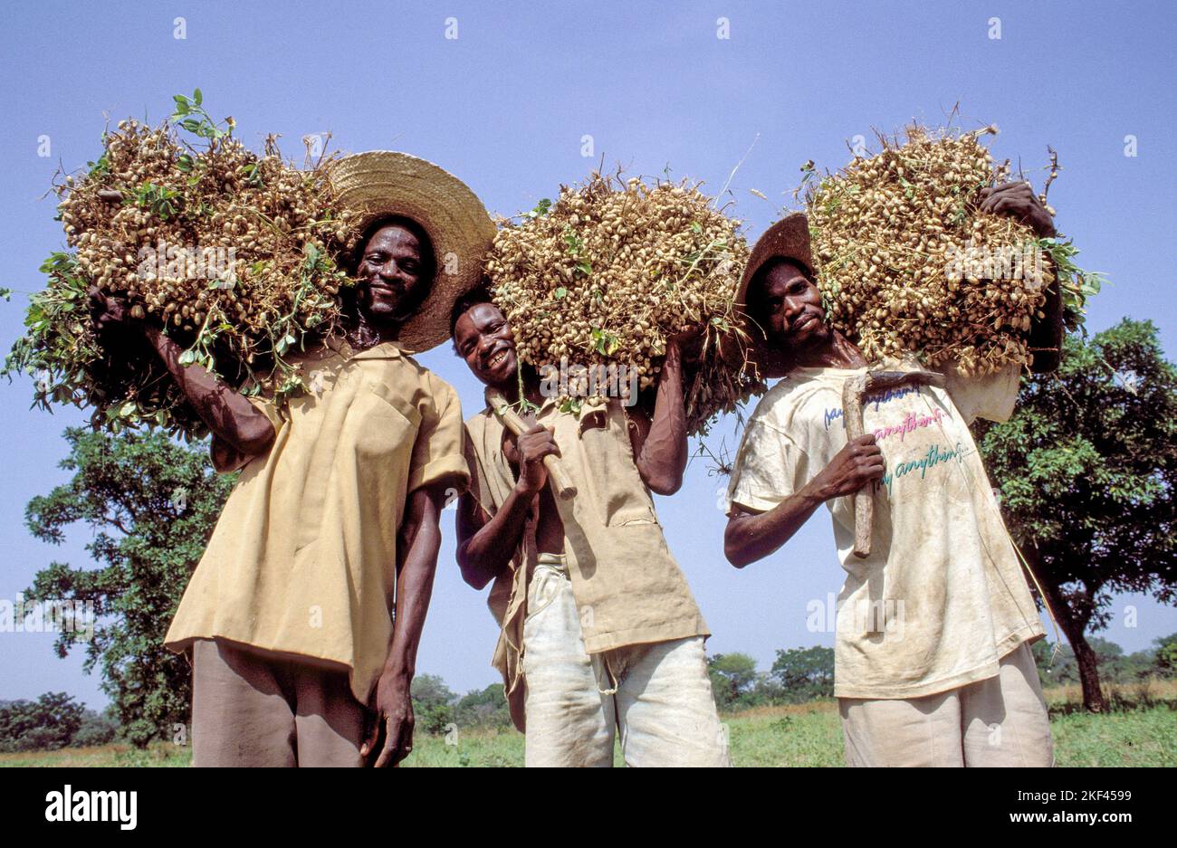 Burkina Faso, Piela region; portrait of three men carrying peanut ...