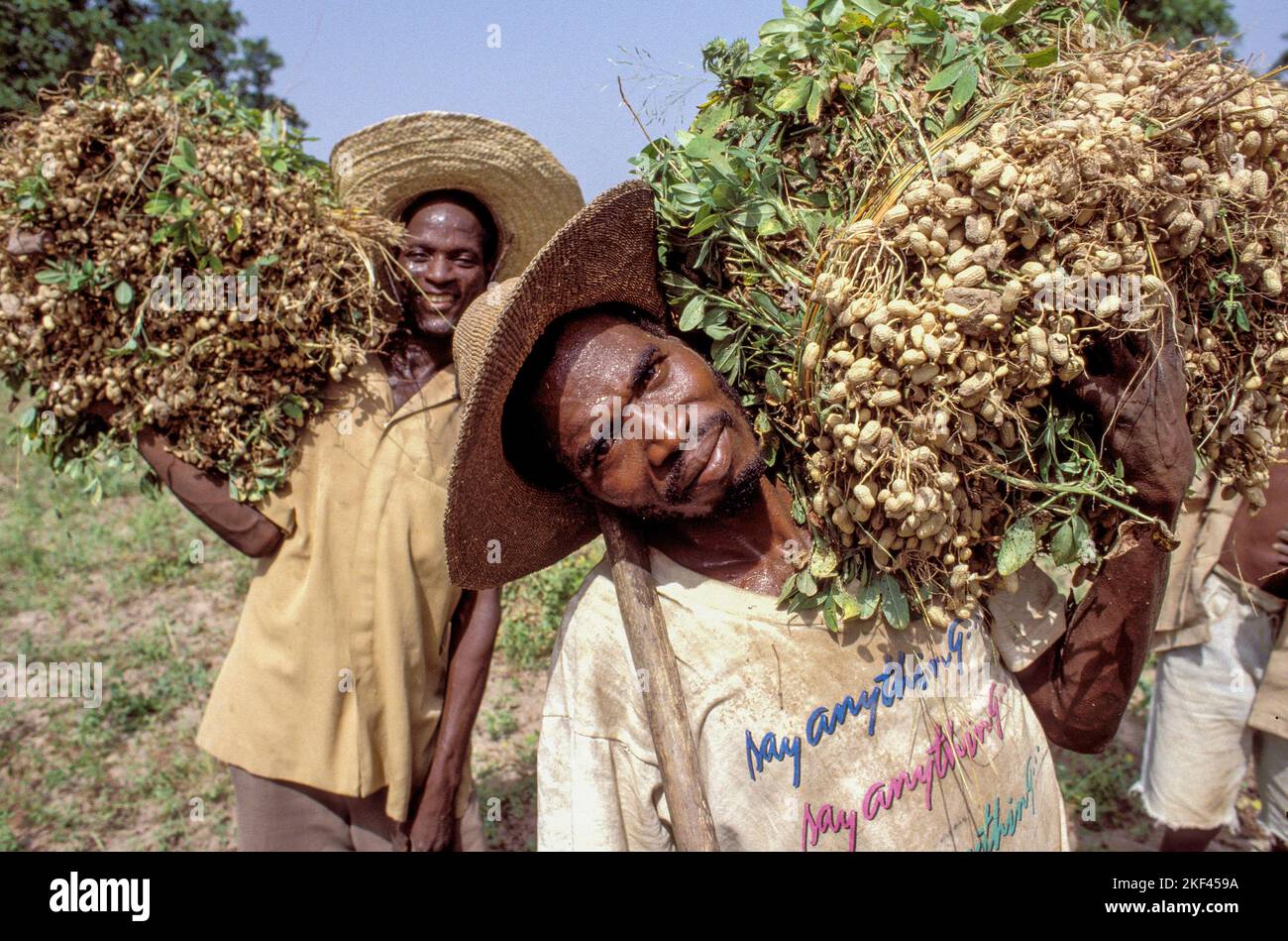 Burkina Faso, Piela region; portrait of two men carrying peanut harvest ...