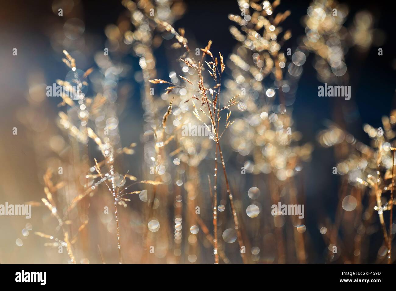 Plants covered with frost , cold weather in the autumn Stock Photo - Alamy