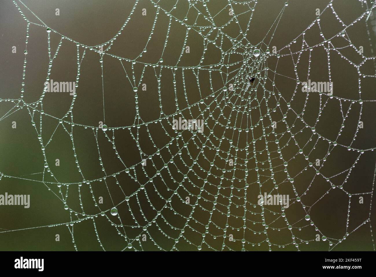 Spiders Web with Water Droplets Stock Photo - Alamy