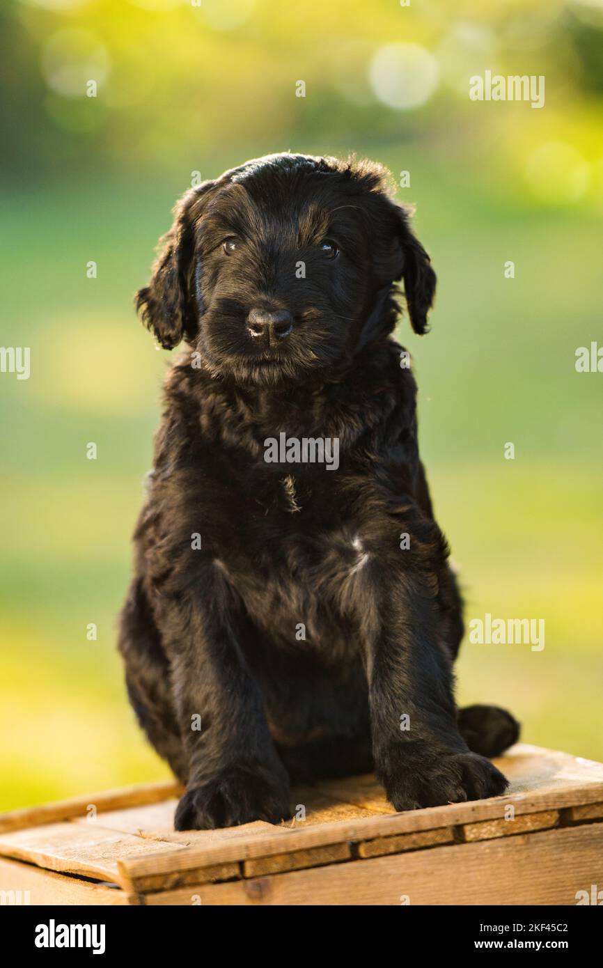 Giant schnauzer puppy in a autumn meadow Stock Photo - Alamy