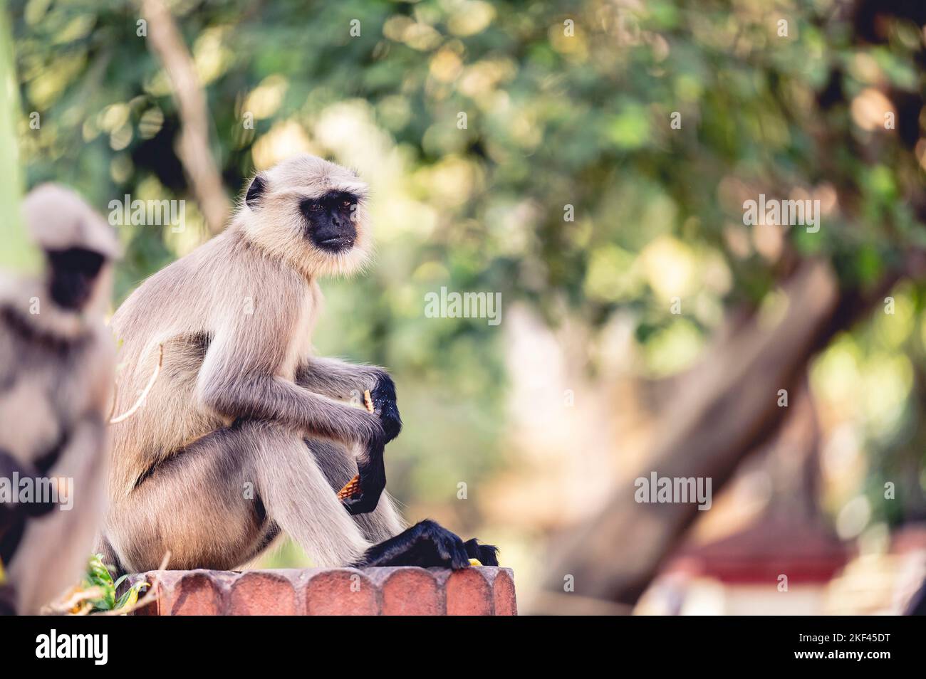 The Southern plains gray langur (Semnopithecus dussumieri) monkeys ...