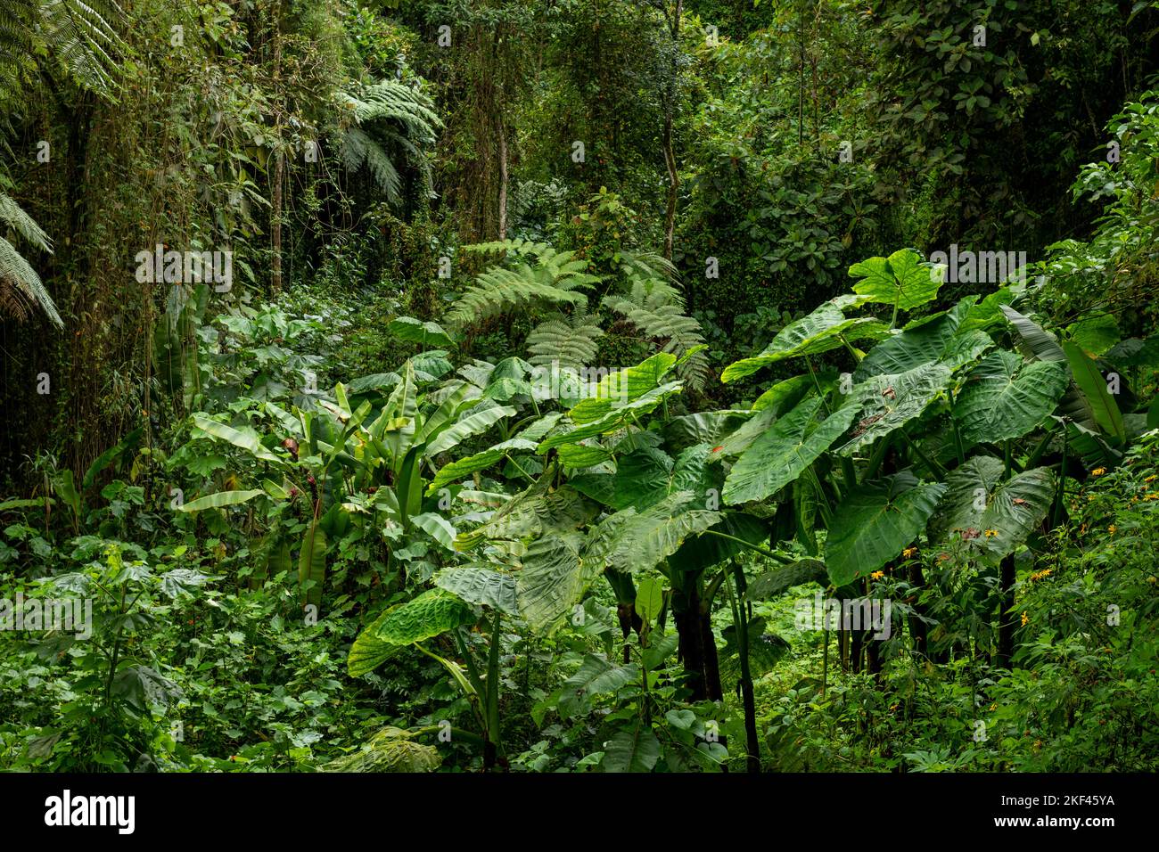 Cloud forest in Colombia, andes region - stock photo Stock Photo - Alamy