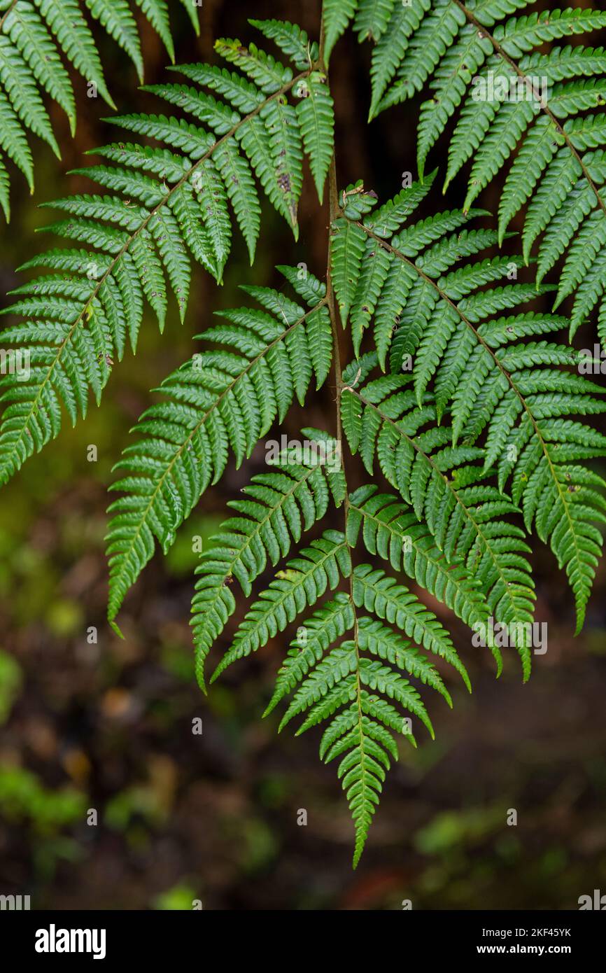 Fern tree leave background - stock photo Stock Photo - Alamy