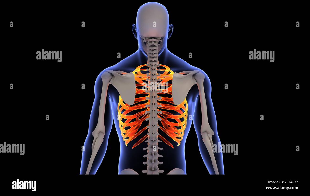 A 3D rendering of a human x-ray with the ribs highlighted on a black ...