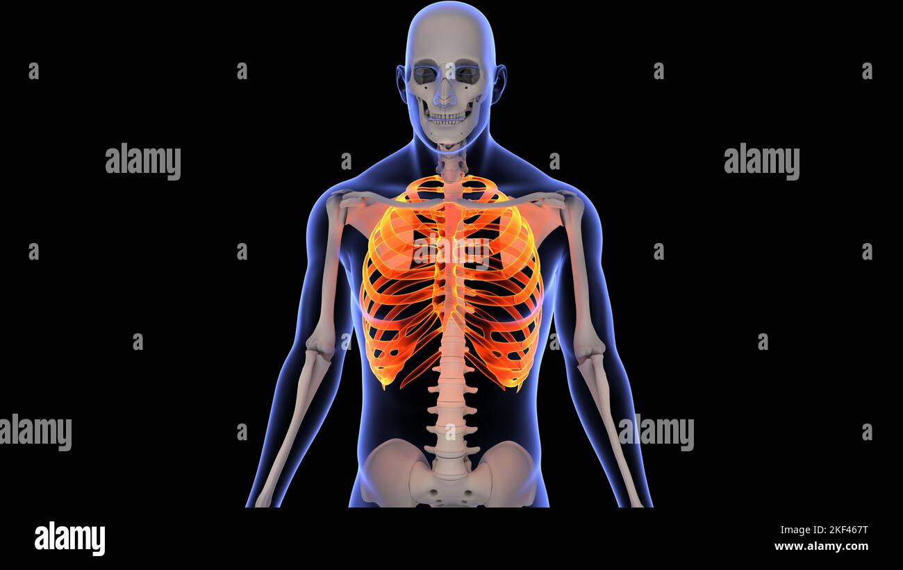 A 3D rendering of a human x-ray with the ribs highlighted on a black ...