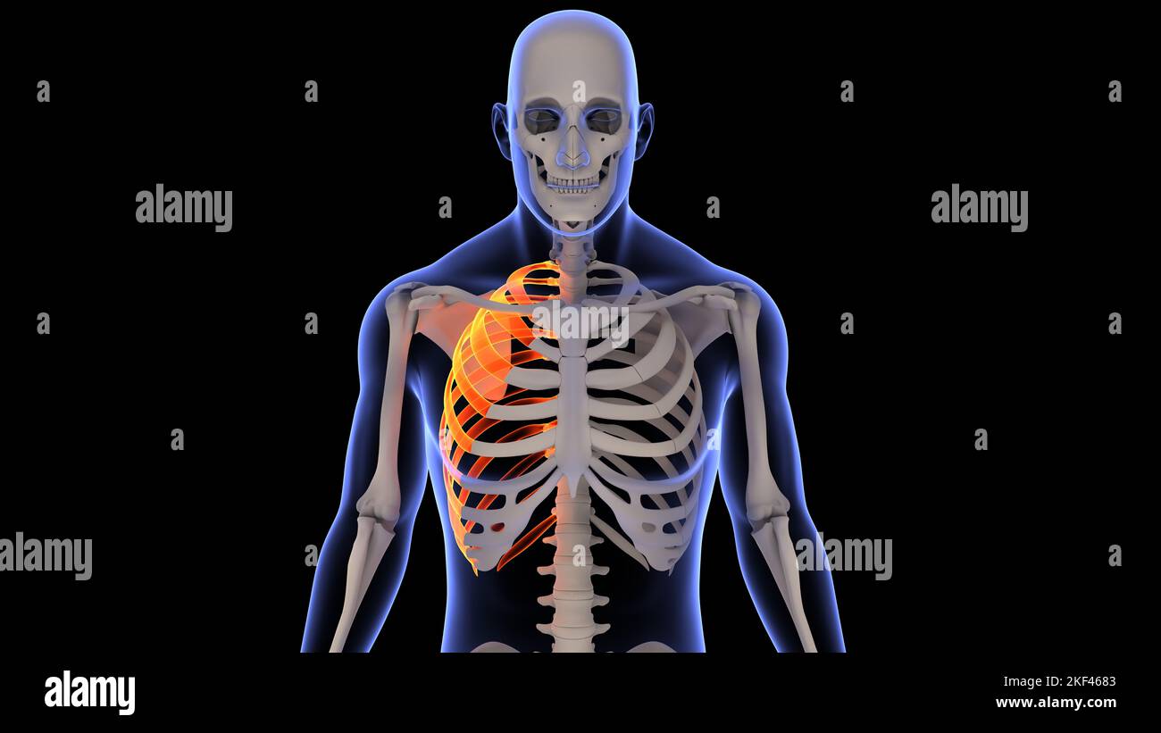 A 3D rendering of a human x-ray with the right rib bone highlighted on ...