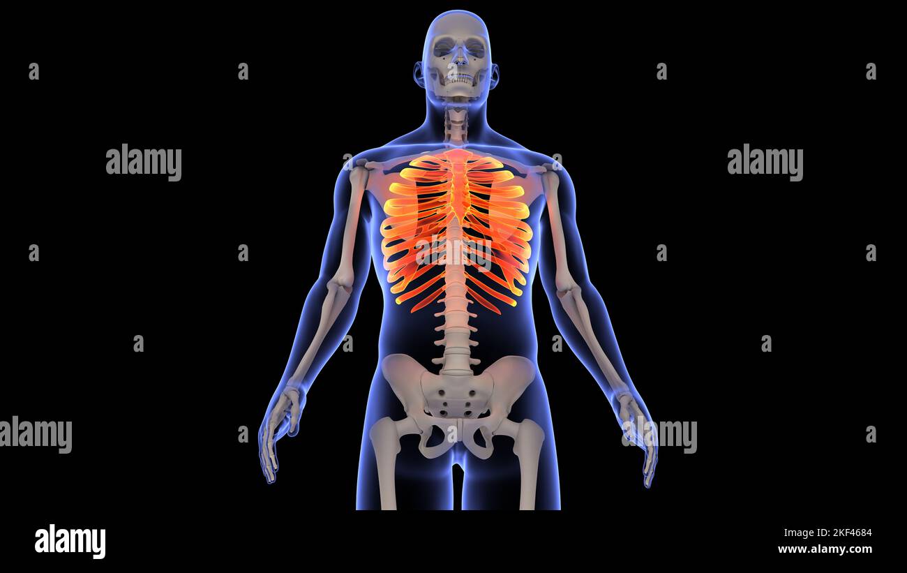 A 3D rendering of a human x-ray with the ribs highlighted on a black ...