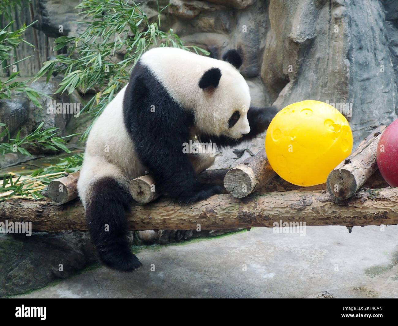 The cute giant panda is eating apples in Beijing Zoo, Beijing, China ...