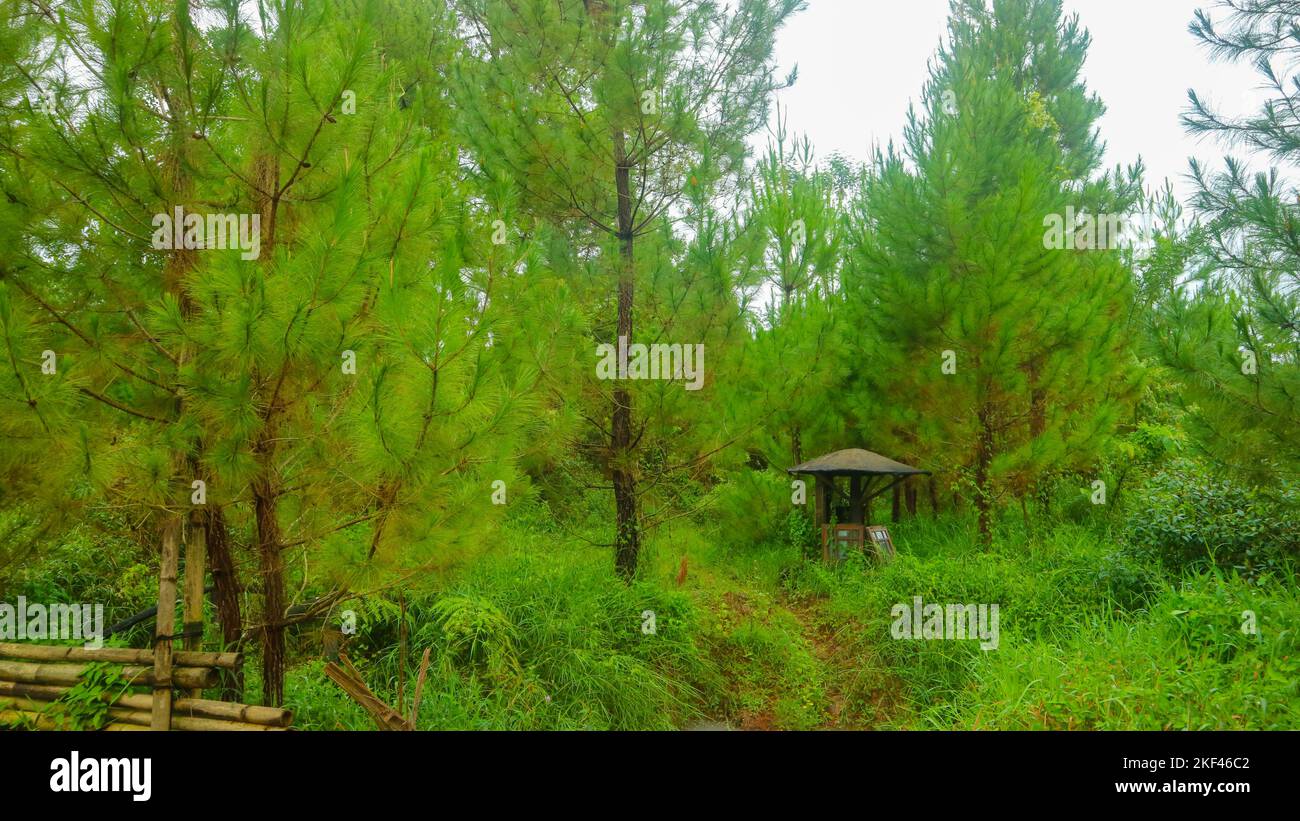 old little hut in the middle of green trees Stock Photo - Alamy