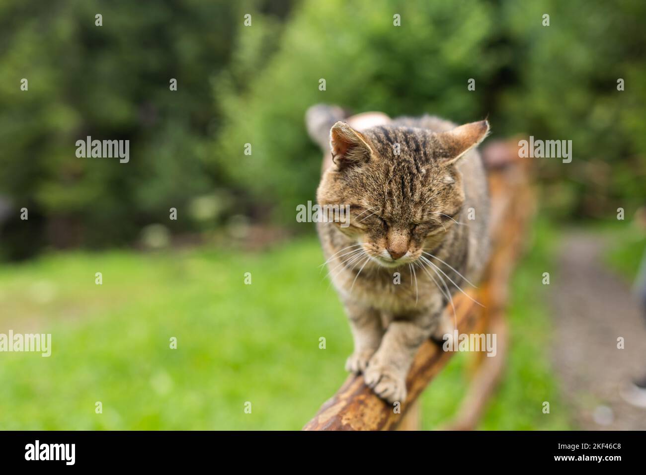 adult Cat Exploring the Yard Stock Photo - Alamy